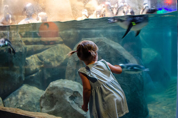 50 AWESOME Museums in North Carolina (for ALL Ages!)