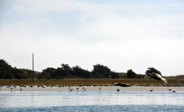 Rachel Carson Reserve Beaufort: Wild Horses + 4 Things To Do