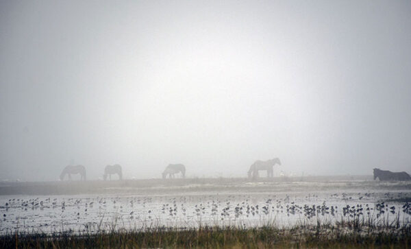 Rachel Carson Reserve Beaufort: Wild Horses + 4 Things To Do