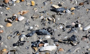 Rachel Carson Reserve Beaufort: Wild Horses + 4 Things To Do