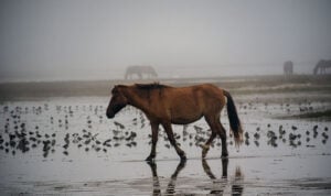 Rachel Carson Reserve Beaufort: Wild Horses + 4 Things To Do