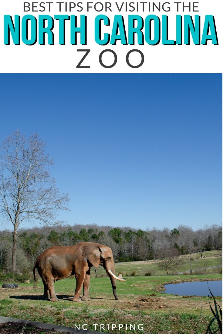 NC Zoo in Asheboro: Things to Do, Food, Fun Attractions, and More!