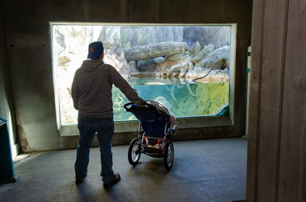 NC Zoo in Asheboro: Things to Do, Food, Fun Attractions, and More!