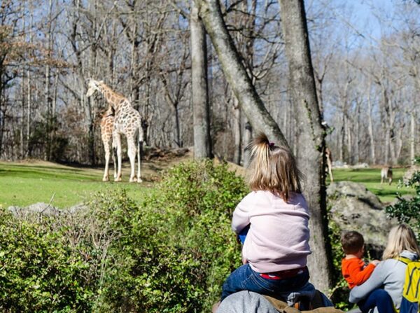 NC Zoo in Asheboro: Things to Do, Food, Fun Attractions, and More!