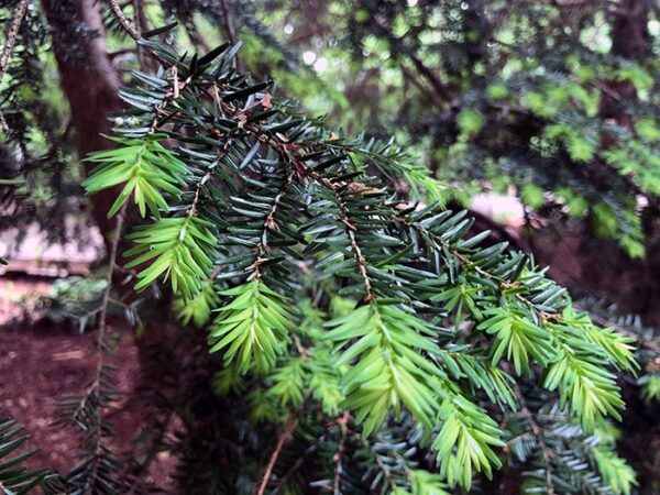 Hemlock Bluffs Nature Preserve in Cary (7 Things We Love!)