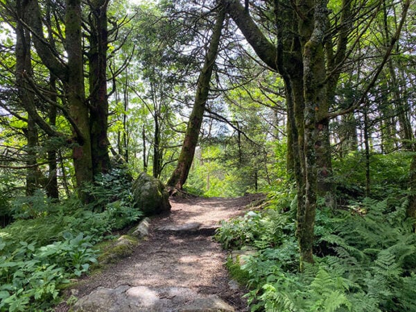 10 of the Best Black Mountains Hikes near Burnsville NC