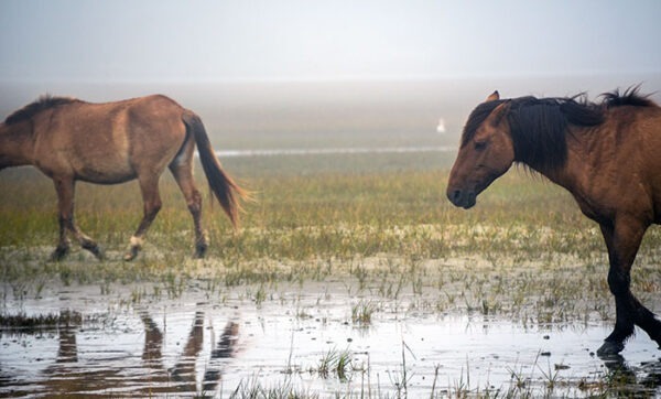 Eastern North Carolina (and 100+ Awesome Places to Visit)