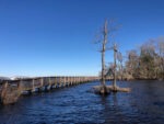 Lake Waccamaw State Park (11 Things We Love About It!)