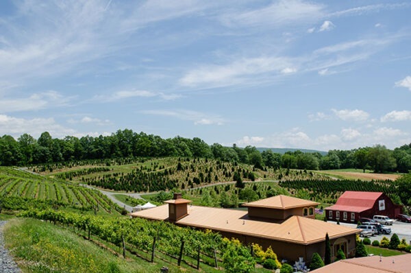 25 of the Best North Carolina Wineries and Vineyards