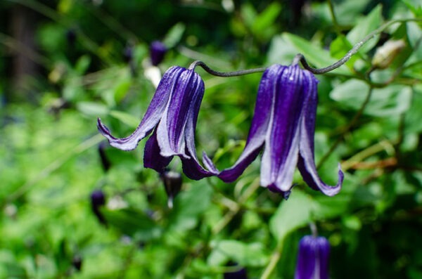 13 Best Spring Break Destinations in North Carolina!