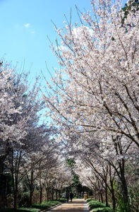 Spring in North Carolina (80+ Great Things to Do and Events)