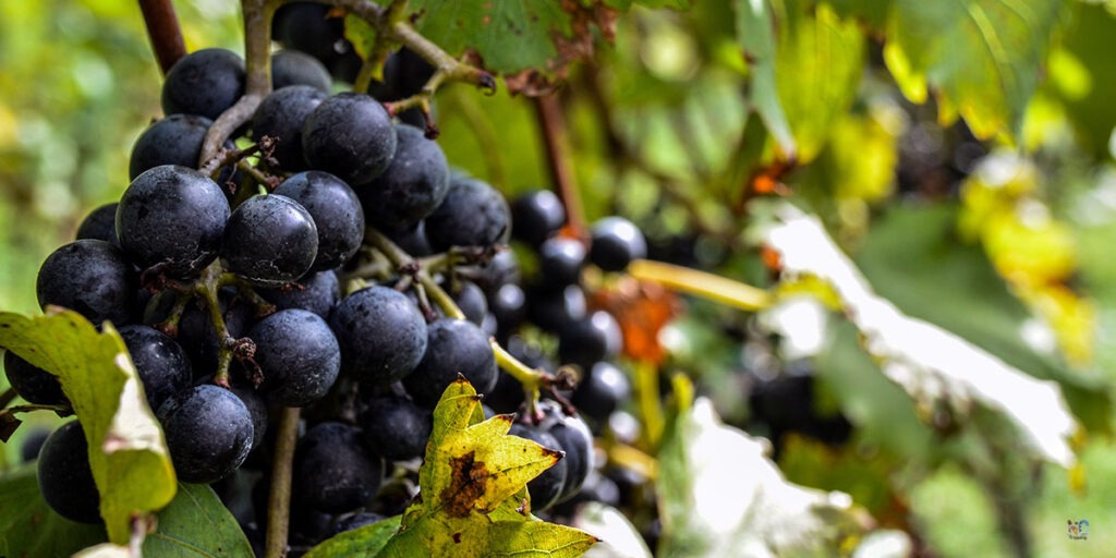 6 Amazing North Carolina Wine Trails for Your Next Getaway!