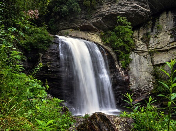 4 National Forests in NC (Things to Do + Why We Love Them!)