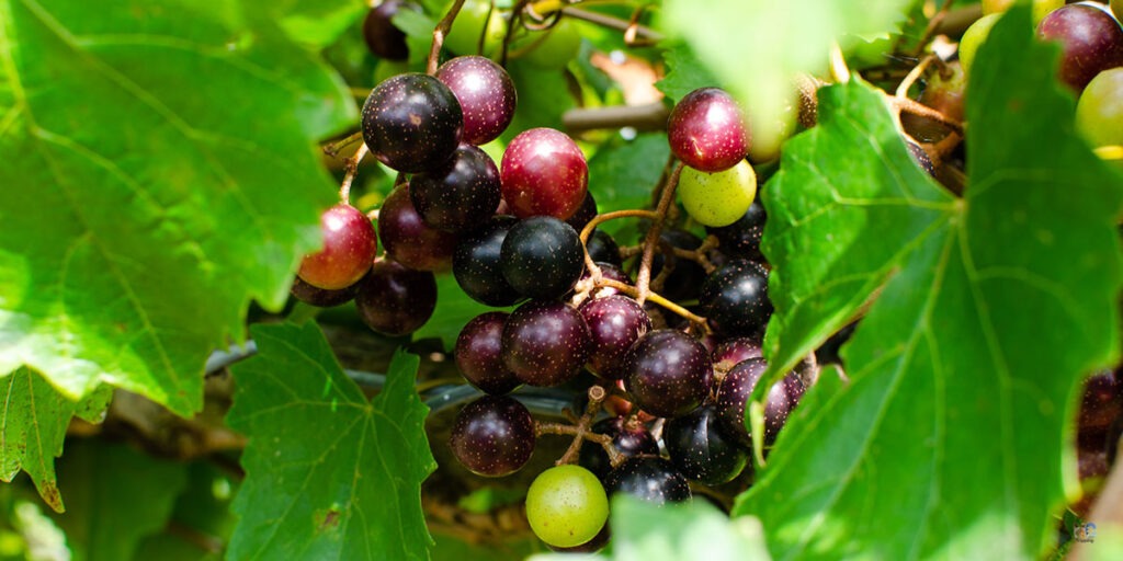 13 Best Spring Break Destinations in North Carolina!