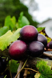 Muscadine Grapes in NC + 26 Great Farms to Pick Them!