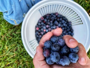 Blueberry Picking in North Carolina (The 20+ Best Farms!)