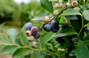 Blueberry Picking in North Carolina (The 20+ Best Farms!)