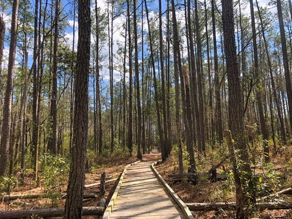 Goose Creek State Park (10 Things We Really Love About It!)