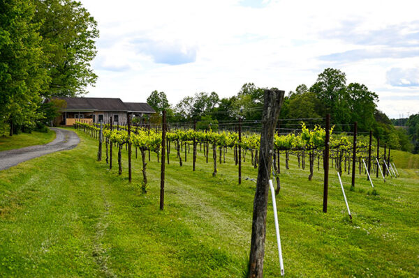 Surry County NC (16 Best Things to Do, Wineries, and More!)