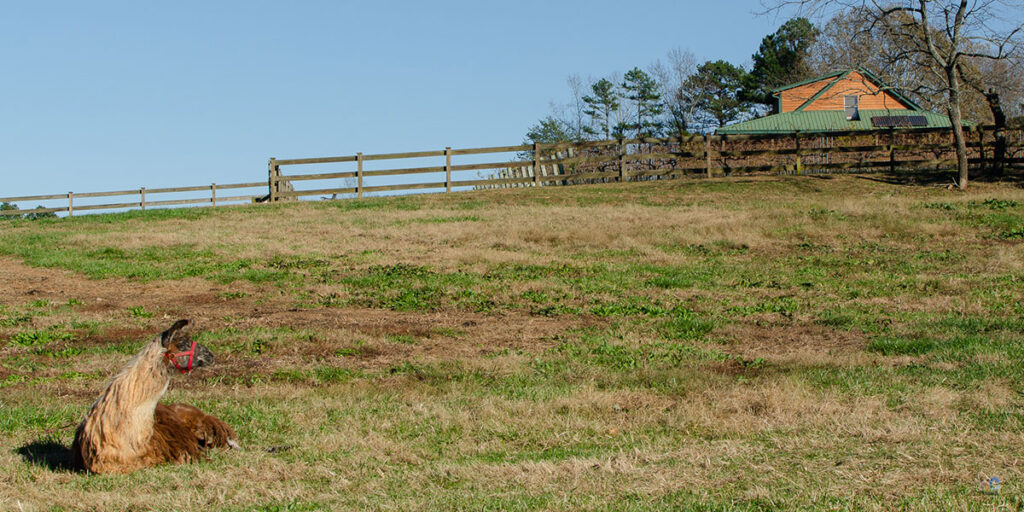 The Surry County Wine Trail (+ 17 Amazing Vineyards to Try)