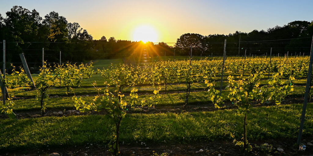 6 Amazing North Carolina Wine Trails for Your Next Getaway!