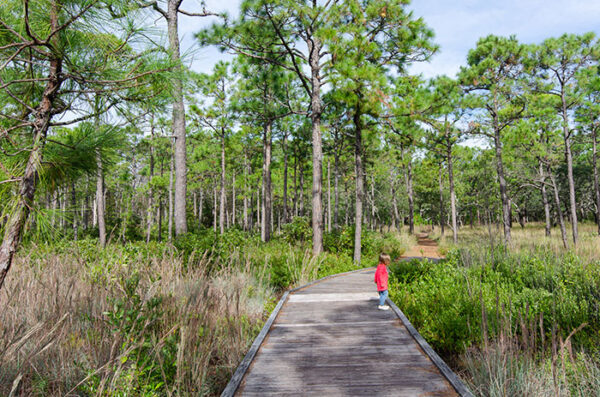 40+ North Carolina State Parks Sites (+ How to Enjoy Them!)
