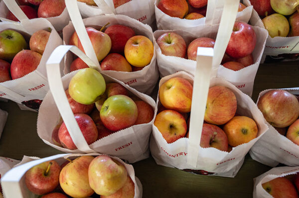 Apple Picking in North Carolina: 17+ Best Orchards to Visit!