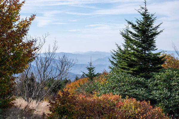 Hiking Roan Mountain from Carvers Gap NC: Beautiful AT Views