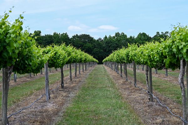 Eastern North Carolina (and 100+ Awesome Places to Visit)