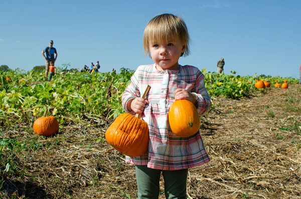 20 Best Pumpkin Patches in North Carolina to Visit this Fall