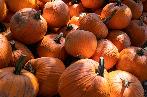 20 Best Pumpkin Patches in North Carolina to Visit this Fall