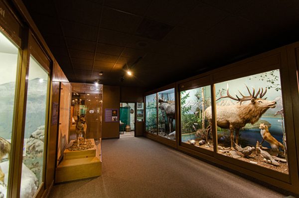 50 AWESOME Museums in North Carolina (for ALL Ages!)