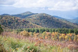 Max Patch Trail NC (A Short Hike to Beautiful 360 Views!)