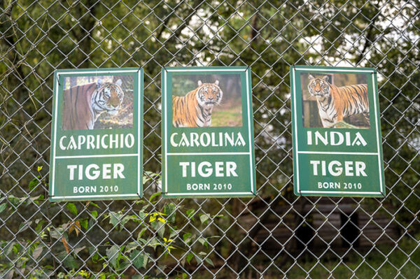 How to Visit Carolina Tiger Rescue in Pittsboro NC (5+ Tips)