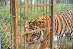 How to Visit Carolina Tiger Rescue in Pittsboro NC (5+ Tips)