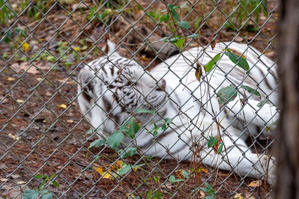 How to Visit Carolina Tiger Rescue in Pittsboro NC (5+ Tips)