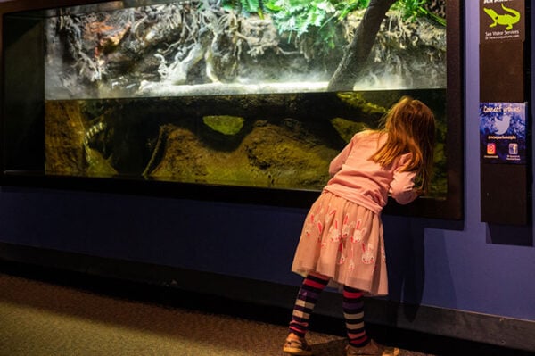 NC Aquarium at Pine Knoll Shores (5 Important Tips to Enjoy)