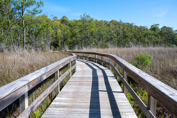 10+ Great Outer Banks Hiking Trails for Kids and All Ages!