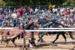 Carolina Renaissance Festival (7 Important Fair Tips!)