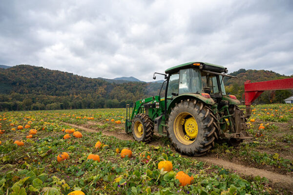 20 Best Pumpkin Patches in North Carolina to Visit this Fall