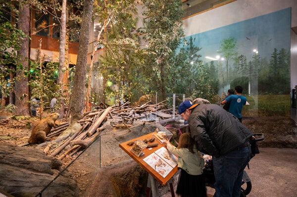 NC Museum of Natural Sciences (Everything You Need to Know!)