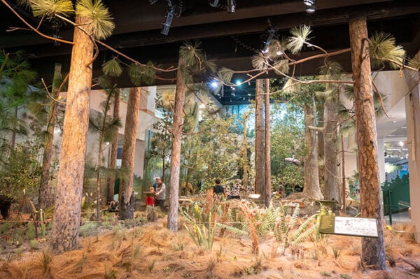 NC Museum of Natural Sciences (Everything You Need to Know!)