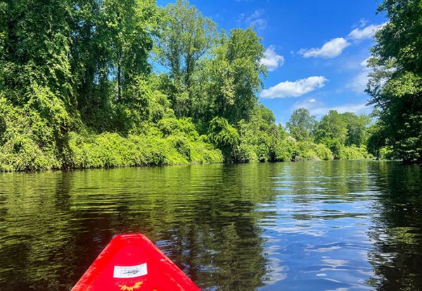 How to Enjoy Dismal Swamp State Park (10+ Fun Things to Do)