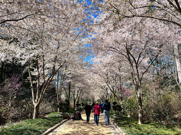 Spring in North Carolina (80+ Great Things to Do and Events)