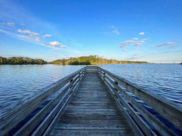 How to Enjoy Dismal Swamp State Park (10+ Fun Things to Do)