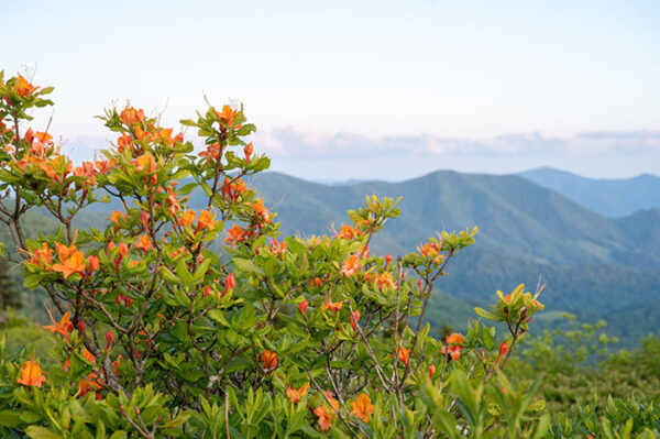 Hiking Roan Mountain from Carvers Gap NC: Beautiful AT Views