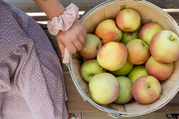 Apple Picking in North Carolina: 17+ Best Orchards to Visit!
