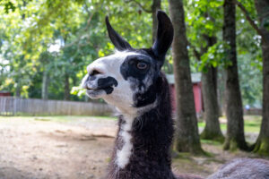 Tweetsie Railroad Attractions and The 5 Best Things to Do