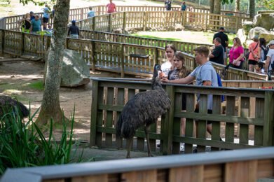 Tweetsie Railroad Attractions and The 5 Best Things to Do