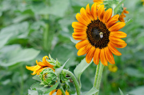 13 Beautiful Sunflower Fields in NC (Where and When to Go!)
